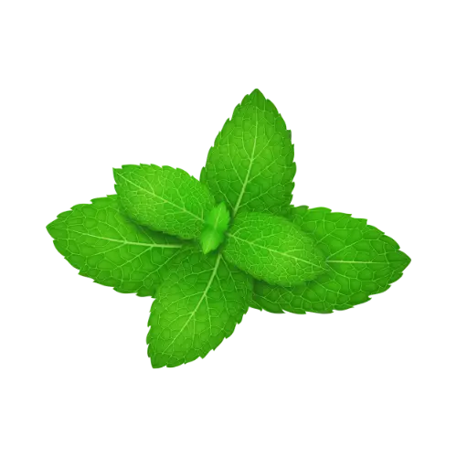 PIPO – Un nouveau souffle - MY-PIPO